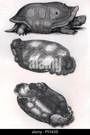 Schoepf, Johann David Stock Photo - Alamy