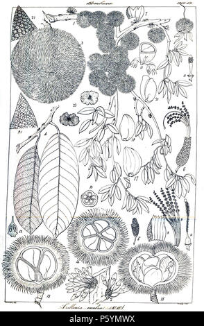 Cullenia excelsa Govindoo Wight Stock Photo - Alamy