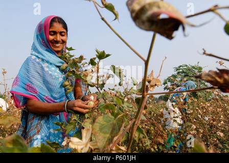 INDIA Madhya Pradesh , organic cotton project in Kasrawad , trial farm ...