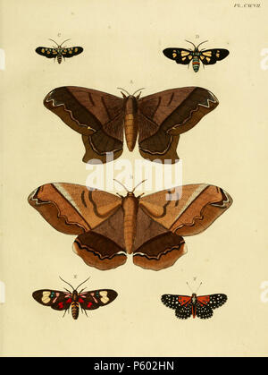 Arsenura armida 2 Stock Photo - Alamy