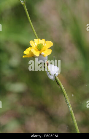 Spittle bug foam on a Butter Cup plant. Immature spittle bugs are ...