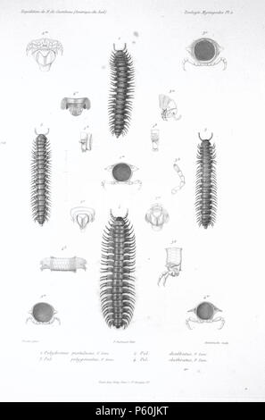 This illustration from *Comparative Morphology and Biology of the Fungi ...