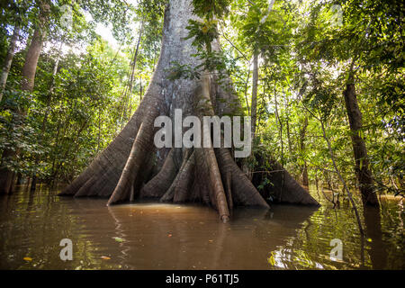 A Sumauma tree (Ceiba pentandra) with more than 40 meters of height ...