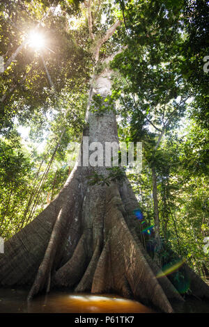 Big tree in the Amazon Rainforest, Amazonas, Brazil Stock Photo - Alamy