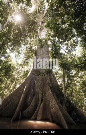 A Sumauma tree (Ceiba pentandra) with more than 40 meters of height ...
