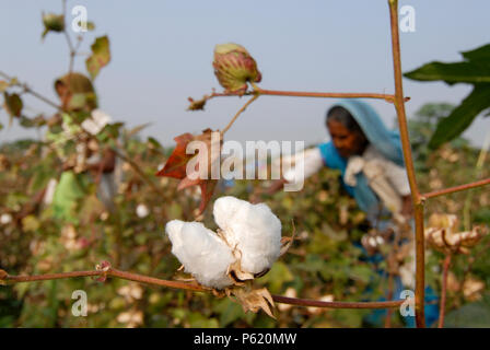 INDIA Madhya Pradesh , organic cotton project in Kasrawad , trial farm ...