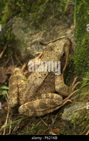 Rana sp.; wood frog in the woods of the Valle Versasca Stock Photo - Alamy