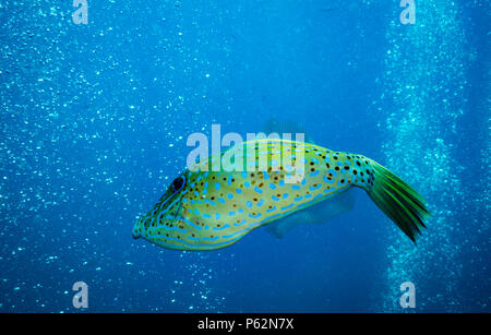 FILE - Fish swim near coral on the ocean bed near Shimoni, Kenya, June ...