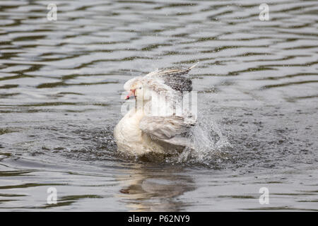 white snow goose at burnaby lake park , Vancouver BC Canada Stock Photo ...