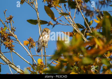 Colima Pygmy Owl Glaucidium palmarum La Bajada Nayarit Mexico 27 Stock ...