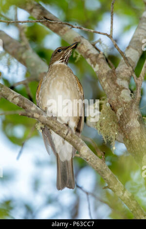 White-throated Thrush Turdus assimilis Cerro de San Juan, Tepic ...