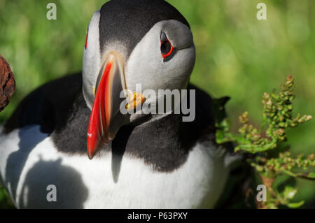 Puffin Closeup Portrait on Lunga, Scotland, with grass background Stock ...