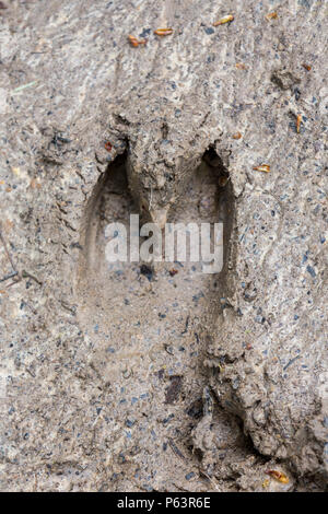 WILD BOAR FOOTPRINT IN MUD FOREST OF DEAN Stock Photo - Alamy