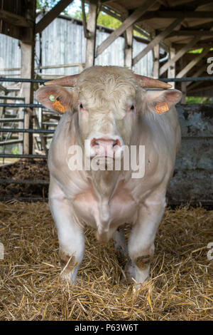 A white cow with horns and ear tags stands in a field next to a ...