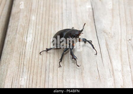 African black beetle (Heteronychus arator) is an introduced pest from ...
