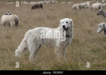A shepherd dog is guarding a herd of sheep in the Tatra Mountains Stock ...