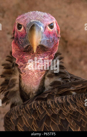 Lappet-Faced Vulture - rescued - head shot Stock Photo - Alamy