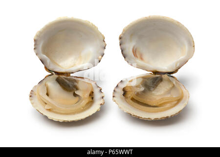 Pair of fresh raw warty venus clams isolated on white background Stock ...
