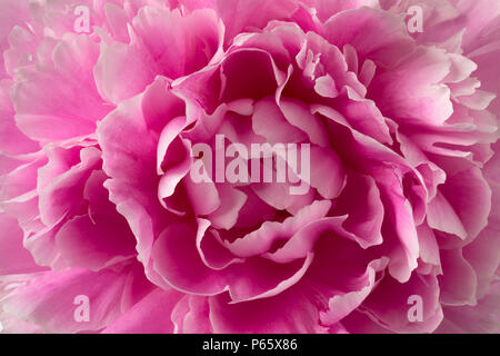 Single fresh pink peony flower isolated on white background Stock Photo ...