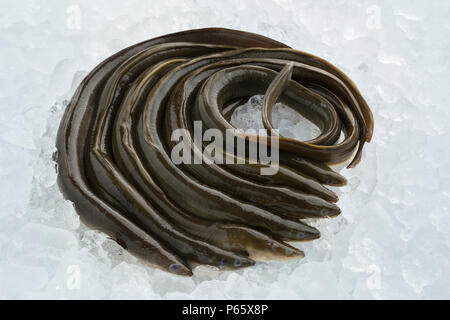 Fresh raw mature European eels on ice Stock Photo - Alamy