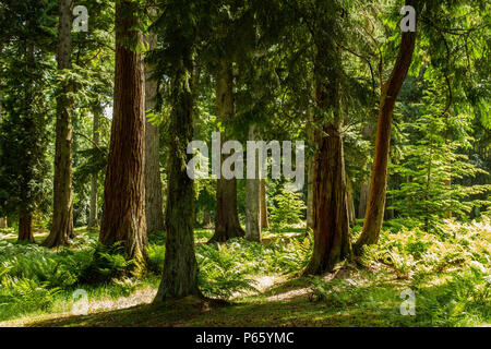 Scottish pine forest with Leptosporangiate ferns and the sun streaming ...