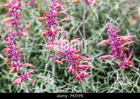 Threadleaf Giant Hyssop, Agastache rupestris, Lamiaceae. Aka Licorice ...