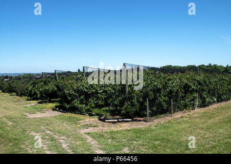 Cherry orchard in Kent, England, UK Stock Photo - Alamy