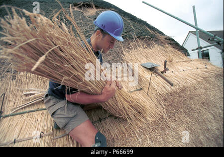 Thatching. Laying bundles on a roof using legget Stock Photo - Alamy