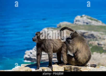 two Baboons doing body hygene or some mating ritual Stock Photo - Alamy