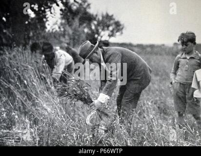 Mussolini working on a farm Stock Photo - Alamy