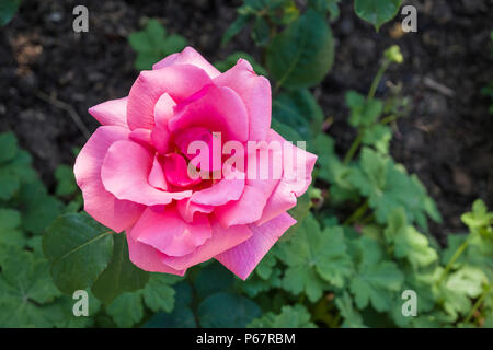 Hybrid Tea pink semi-double climbing rose 'Lady Waterlow' flowering in ...