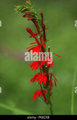 cardinal flower (Lobelia cardinalis), Swamp White Oak Preserve, The ...