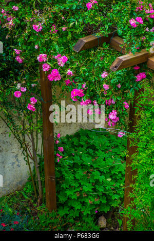 rose bush climbing in a city garden Stock Photo - Alamy