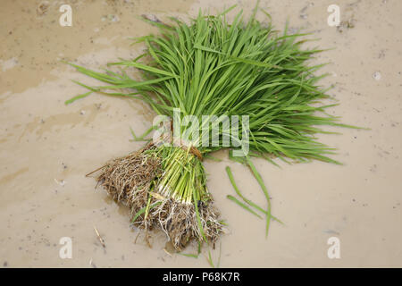 Lalitpur, Nepal. 29th June, 2018. Nepalese farmers splash muddy water ...