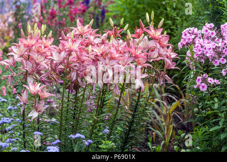 Asiatic Lily, Lilium " Trogon ", Lilies Stock Photo - Alamy