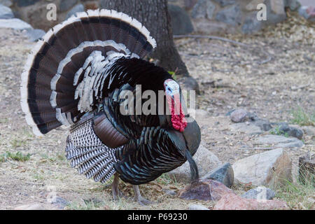 Rio-grande wild turkey gobbler strutting in Texas during the mating ...