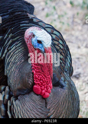 Rio Grande turkey gobbler strutting for hen in the spring Stock Photo ...