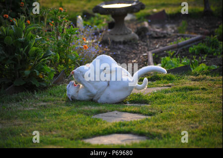 White cats fighting Stock Photo - Alamy