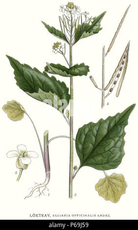 190 Alliaria officinalis Stock Photo - Alamy