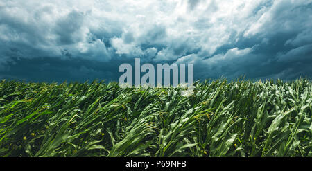 Corn field and stormy sky, strong wind is blowing and bending plants in ...