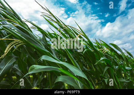 Corn field and stormy sky, strong wind is blowing and bending plants in ...