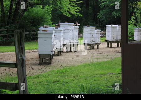 White bee hives and containers standing in the meadow Stock Photo - Alamy