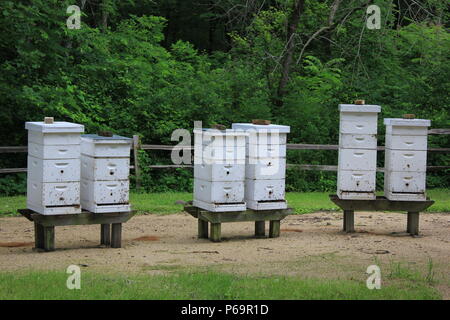 White bee hives and containers standing in the meadow Stock Photo - Alamy