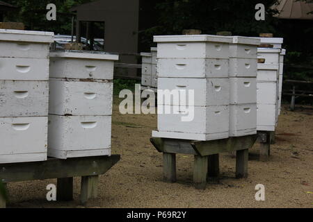 White bee hives and containers standing in the meadow Stock Photo - Alamy