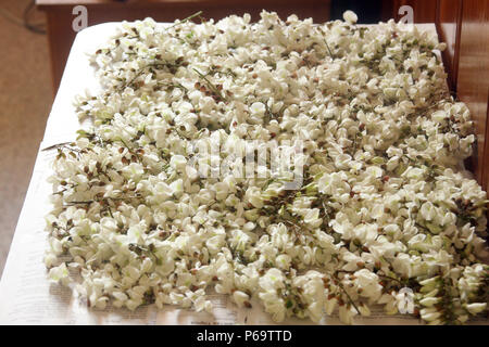 Drying black locust tree's flowers for medicinal use Stock Photo - Alamy