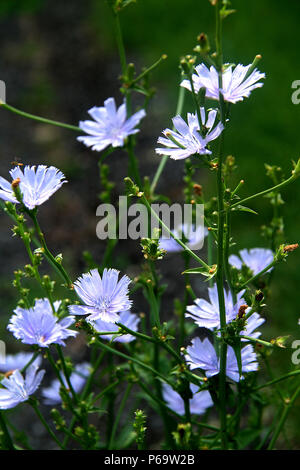 Common Chicory plant in bloom Stock Photo - Alamy