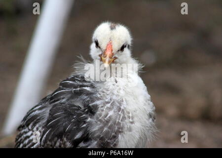One month old and cute silver tabby of an American Shorthair kitten is ...
