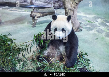 Giant Panda,Taipei Zoo,zoo,animal,animals,Taipei,Taipei City,Taiwan ...