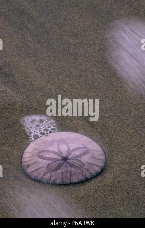 Sand dollar (Echinarachnius parma), Ecola State Park, Oregon Stock ...