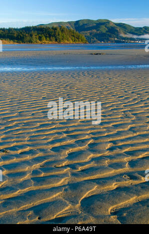 Tillamook County, Oregon, United States - September 7, 2019: A herd of ...
